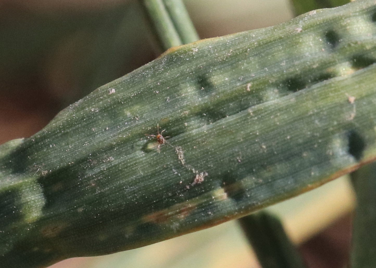 Southern High Plains IPM: Brown wheat mite populations are high