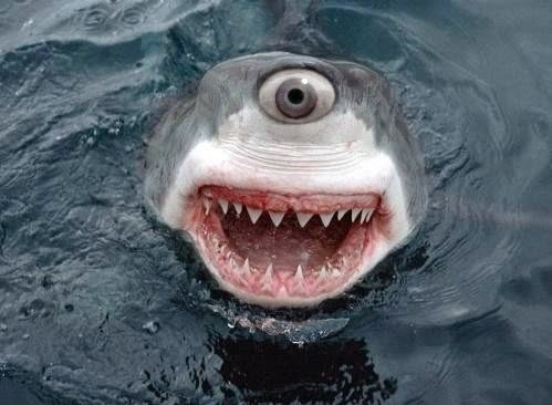 The One Eyed Albino Shark - Stars of the Spiral