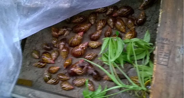 A simple step on how to construct a Snail house