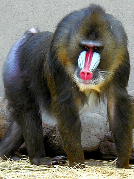 Mandril (Mandrillus sphinx)