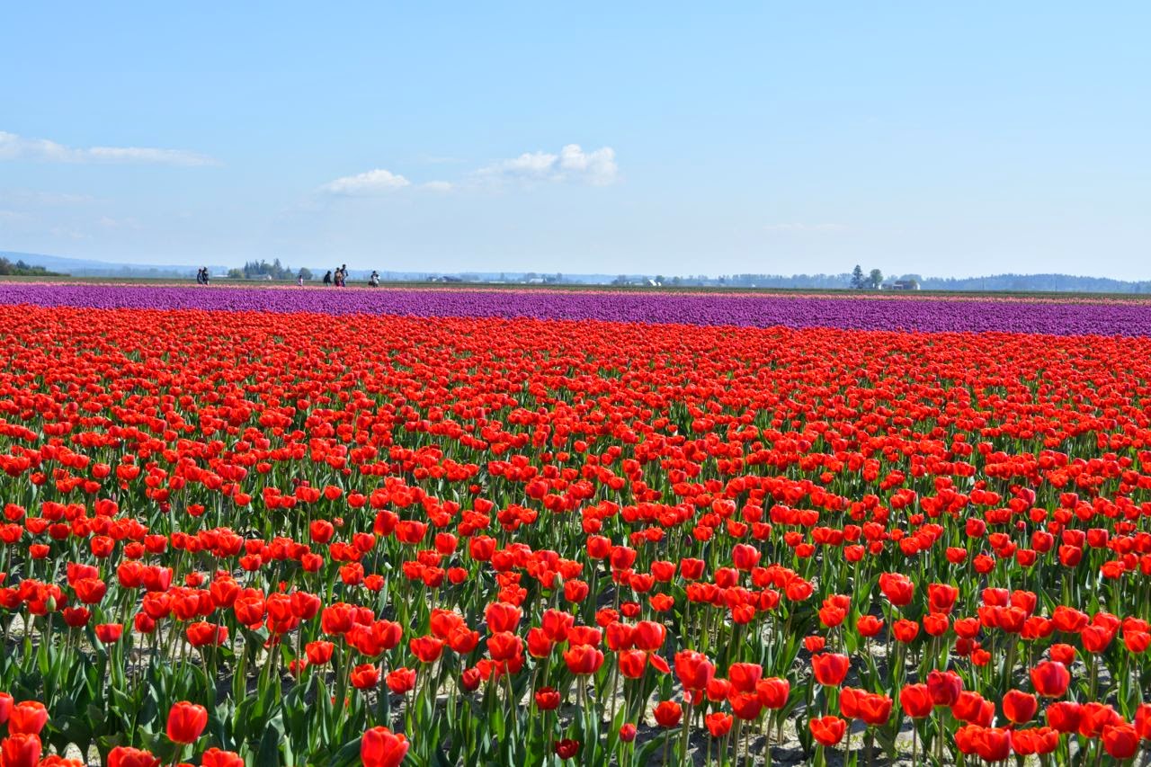 A Golden Tulip: MY FIRST SPRING IN SEATTLE