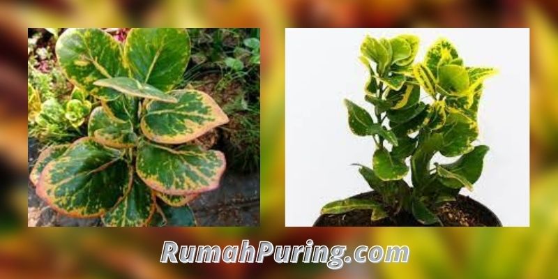 Ini Dia 9 Jenis Tanaman Puring yang Paling Populer Dipasaran! - rumah ...