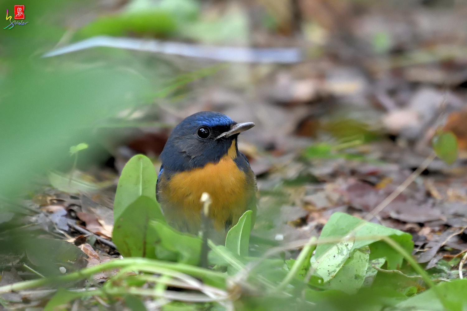Alder's Bird-watching Notes: 中華藍仙鶲．Chinese Blue Flycatcher．2020/12/24