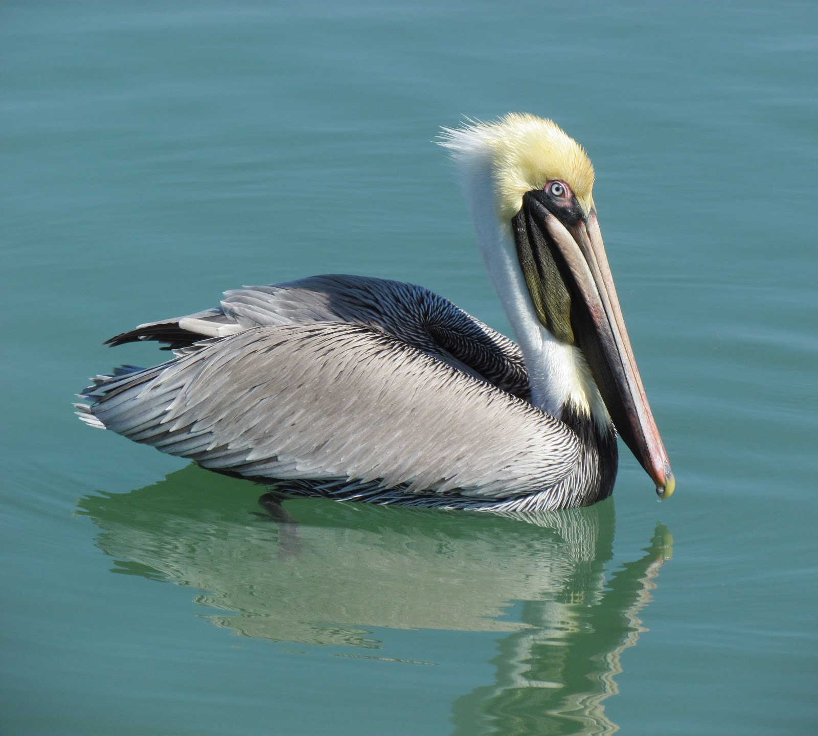 Joan and Dan's Birding Blog: Brown Pelican