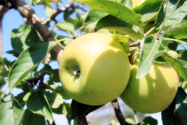 Cuina Cinc: Primera Poma de Girona 2017