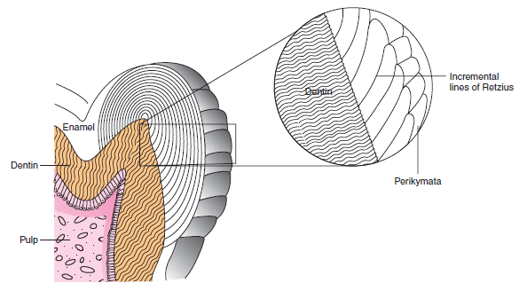 Tooth Enamel- Composition, Properties, Structure and Functions