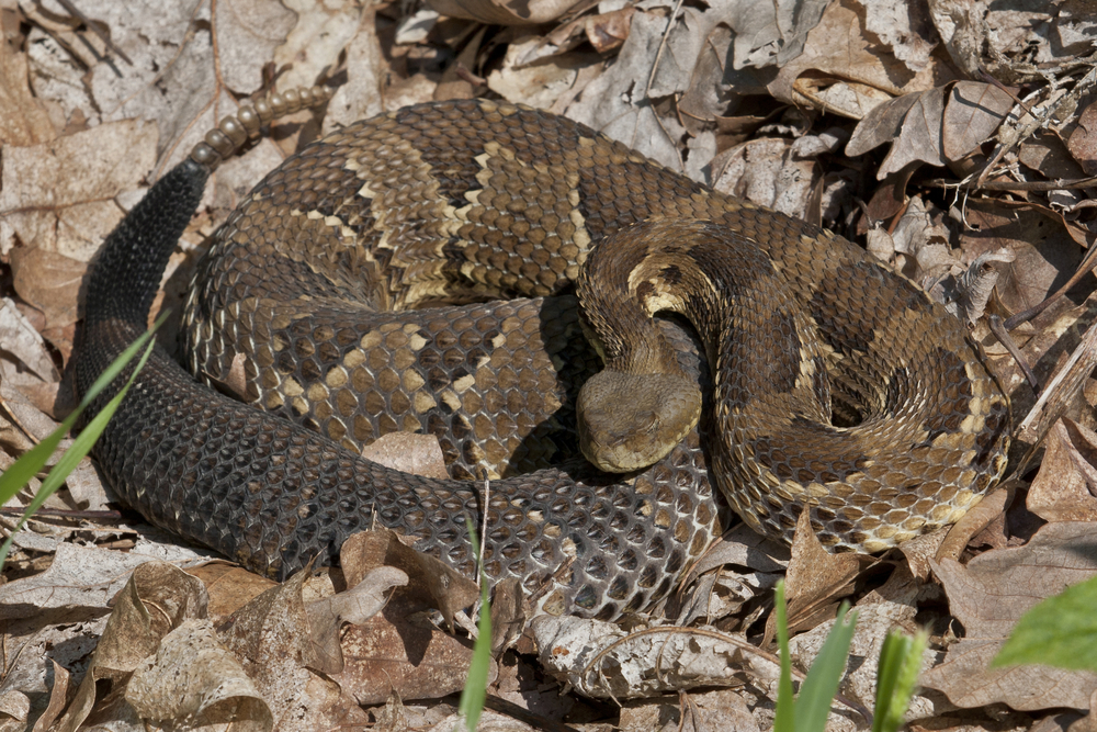 A B Pest Control and Insulation: 5 Venomous Snakes of Missouri