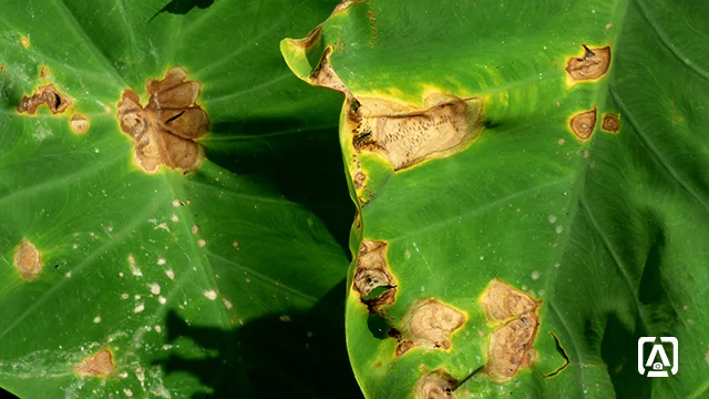 Diseases of taro