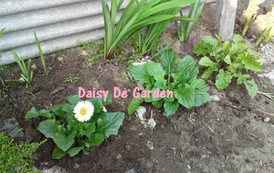 Daisy De Garden: Pokok Bunga Daisy