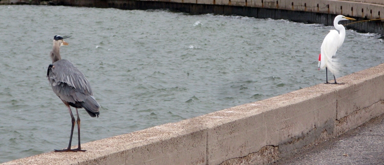 Old Fat Man Adventures: Dingaling