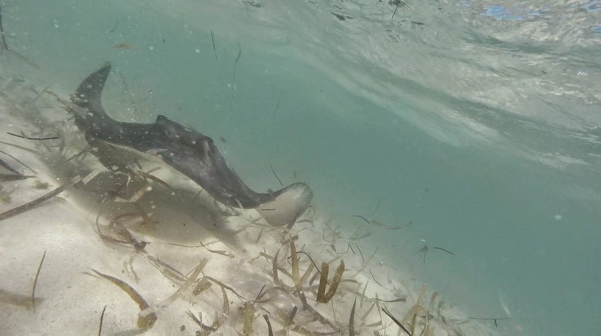 Catchin' Rays: A Day and Night spent at Gun Cay, Bahamas