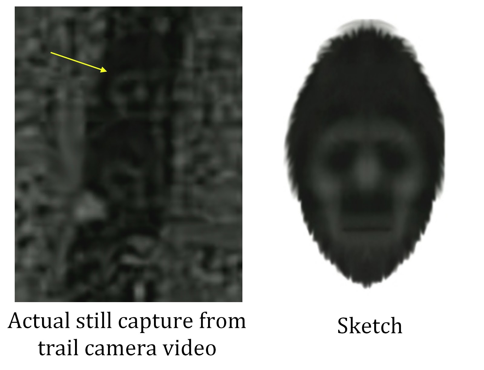 The Bigfoot Field Journal: David Paulides - Bigfoot DNA Study Release ...