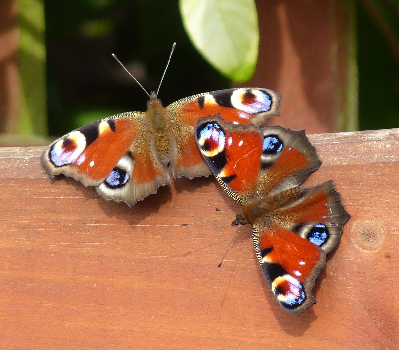 Wild and Wonderful: My Photos of (Largely UK) Butterfly Species