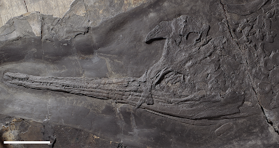 Species New to Science: [Paleontology • 2021] Cranial Anatomy of ...