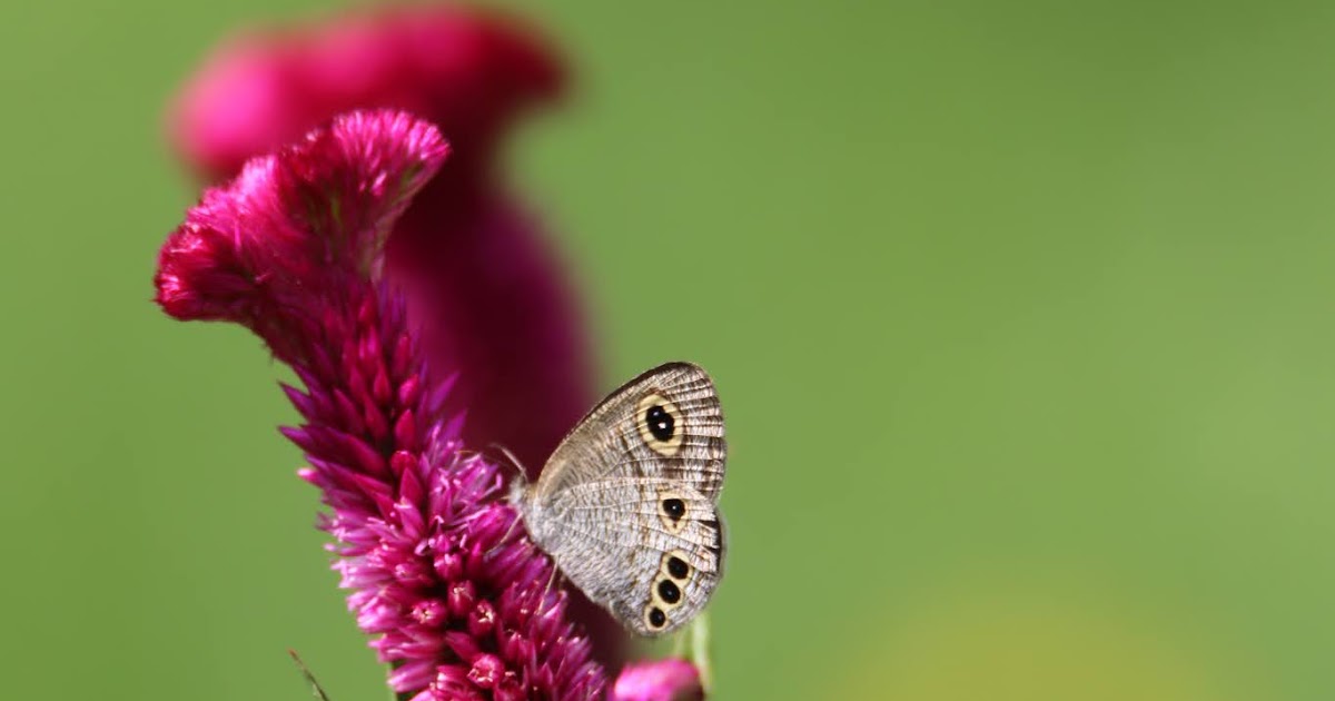 Common Four-ring Butterfly
