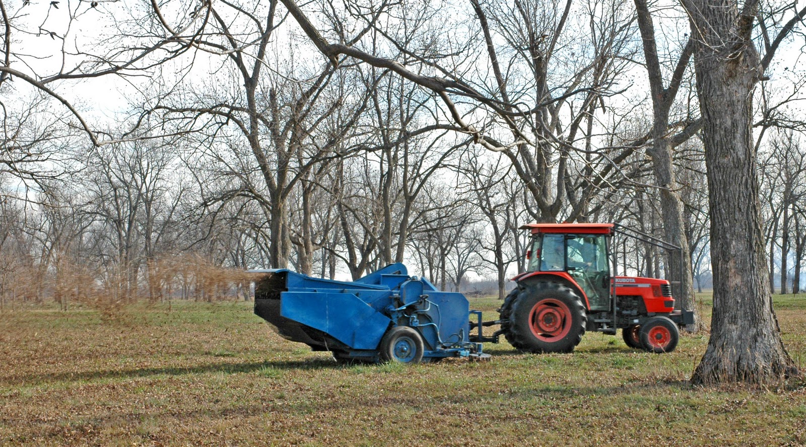 Northern Pecans: Pecan harvest 2011