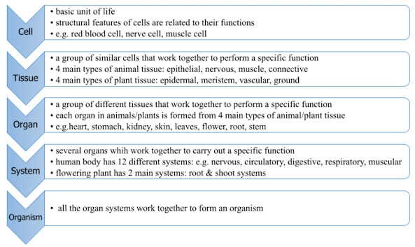 Student Study Notes: SPM Biology 2 Cell Biology & Organization Part 5 ...
