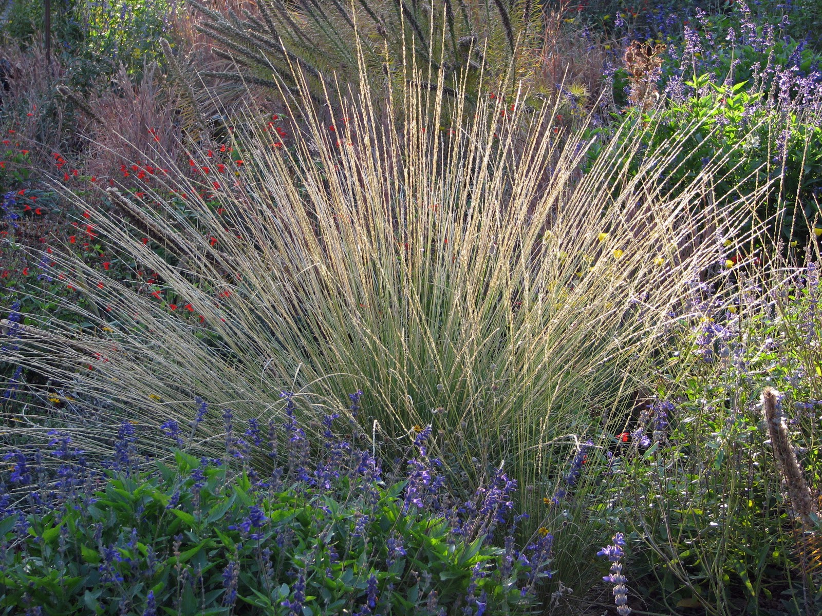 Plano Prairie Garden: Fall Colors - Grasses