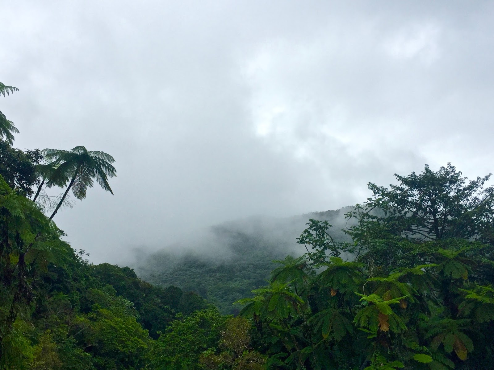 Life of Tracy: The El Yunque Rain Forest, Puerto Rico