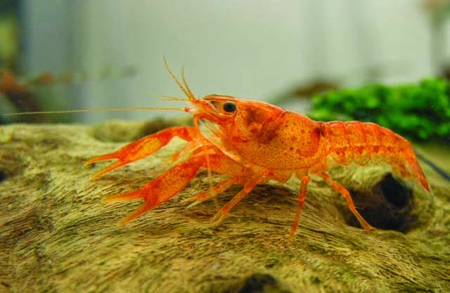 Artes de Pesca: CANGREJO DE RIÓ ACOCIL DE PÁTZCUARO