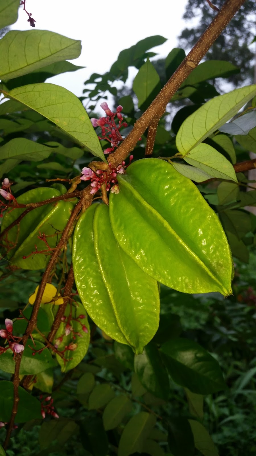 Warisan Petani: Pokok belimbing Besi.