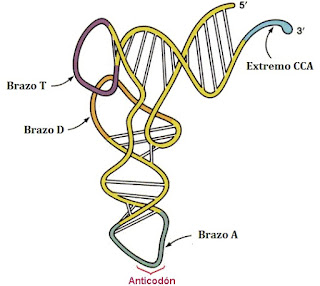 ARN DE TRANSFERENCIA: ESTRUCUTURA E IMPORTANCIA