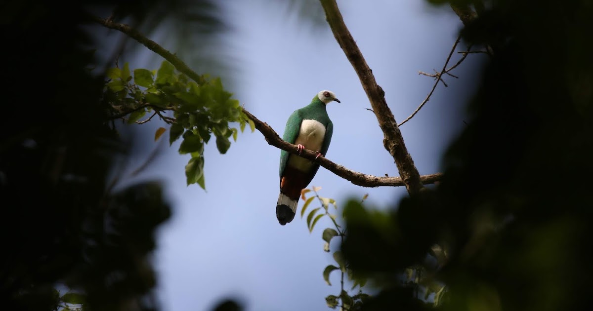 Indonesia birdwatching, Birding Sulawesi, Birding West Papua and ...