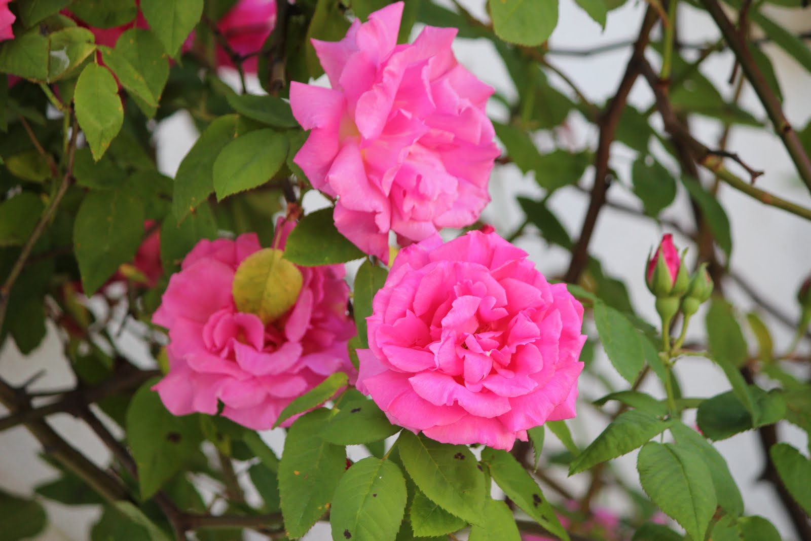 Mastering Horticulture: Vibrant Pink 'Zephirine Drouhin'