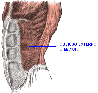 Musculos del abdomen | Sistema muscular