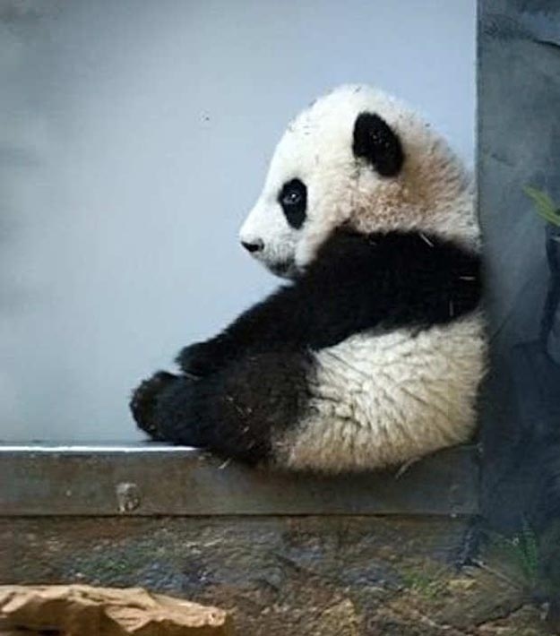 30 animals sitting like humans (30 pics) | Amazing Creatures