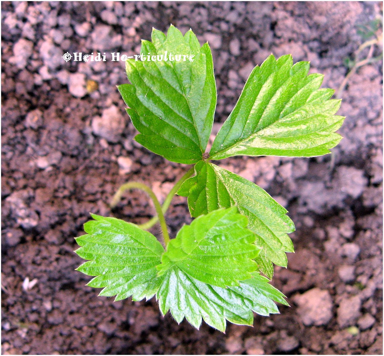 Heidi Horticulture: Fragaria (Strawberry) Stolons (Runners)