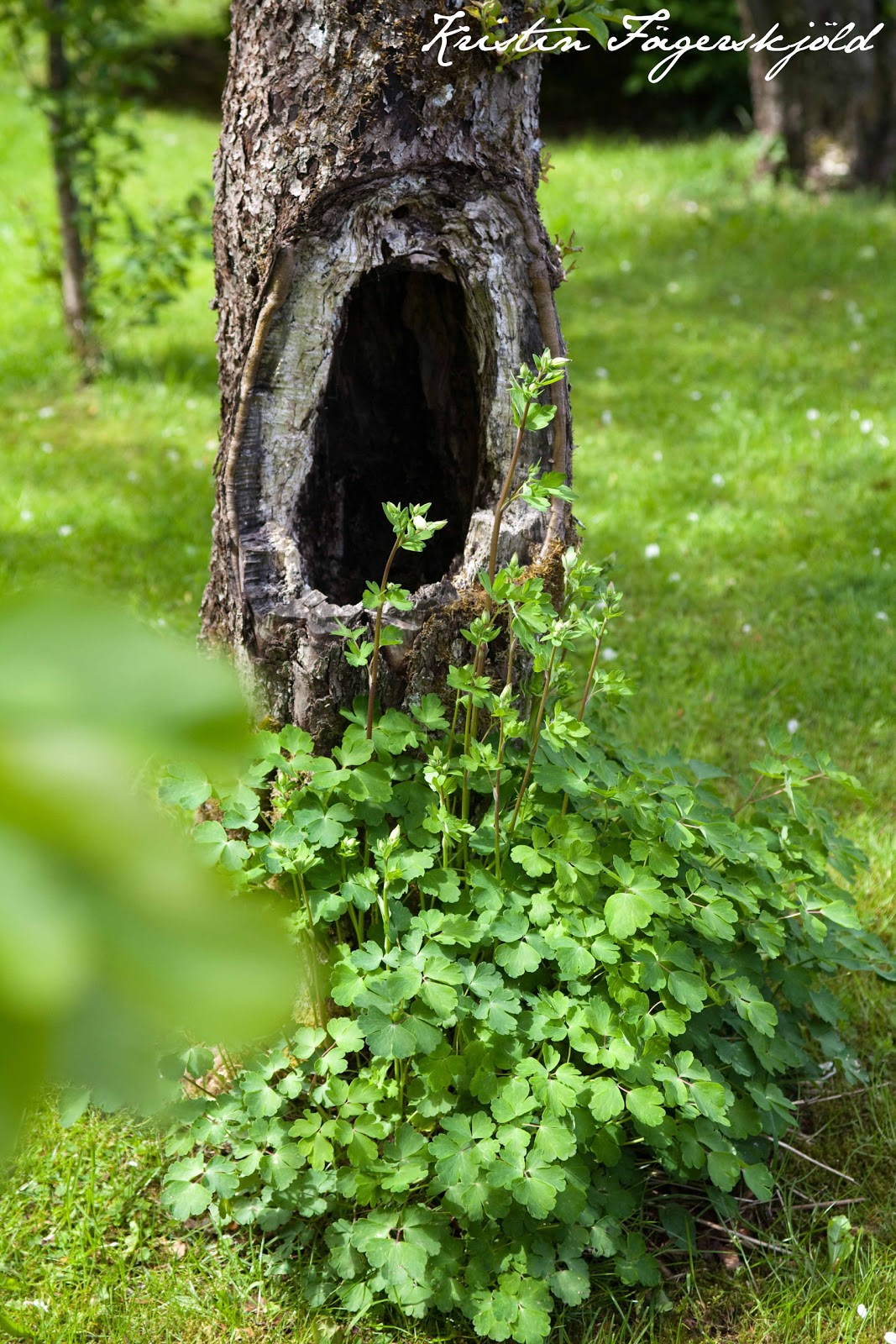 I mitt paradis: Förvara sockerdricka i