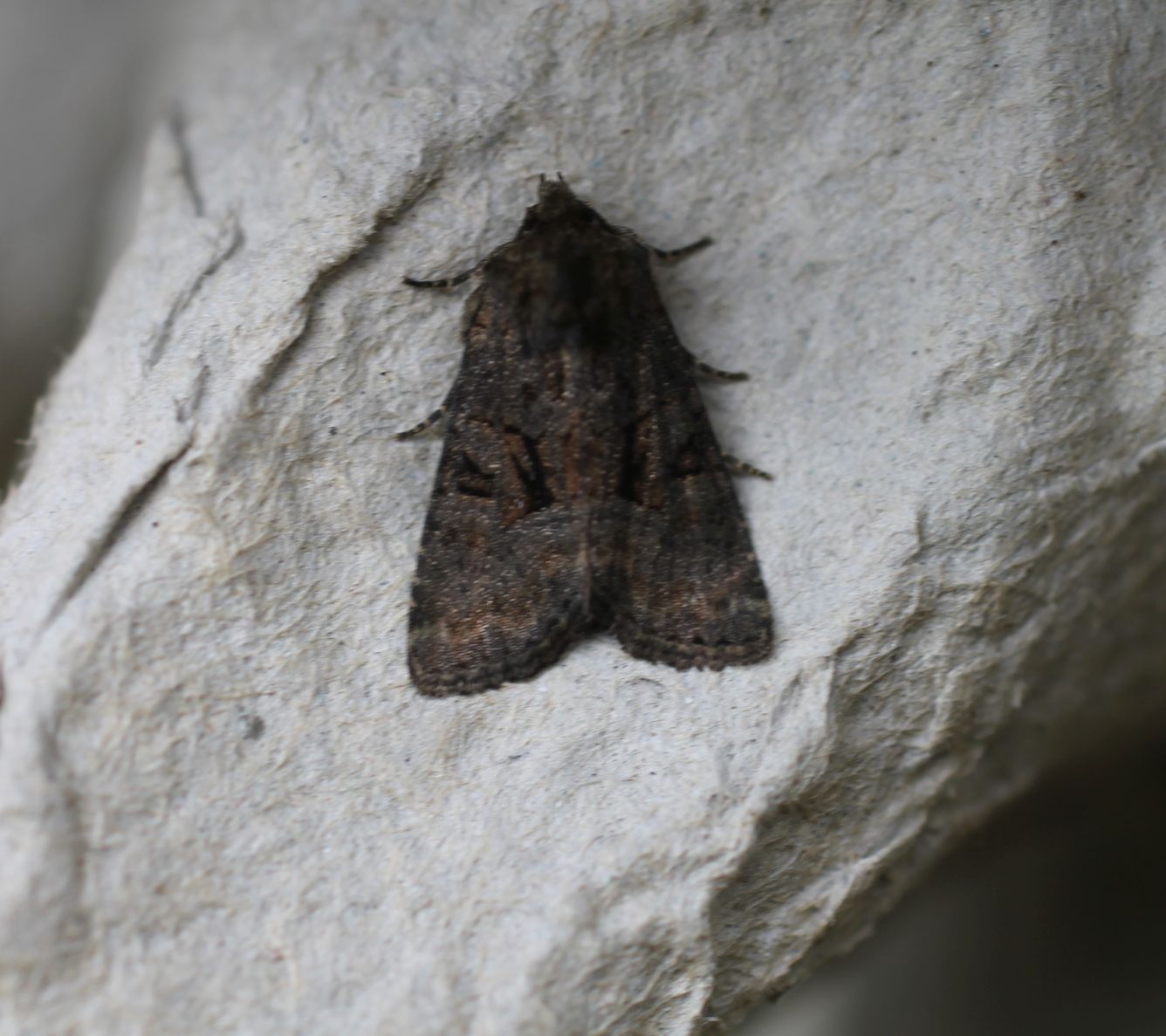 Shandy Hall Moths: 7 July 2020 - Black and White