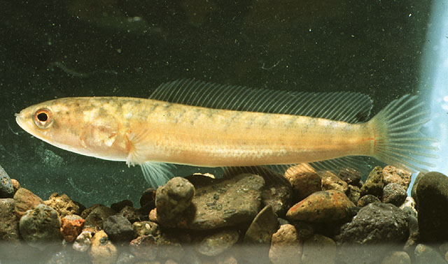 balebete baunajuku: Channa striata - dan Kerabatnya