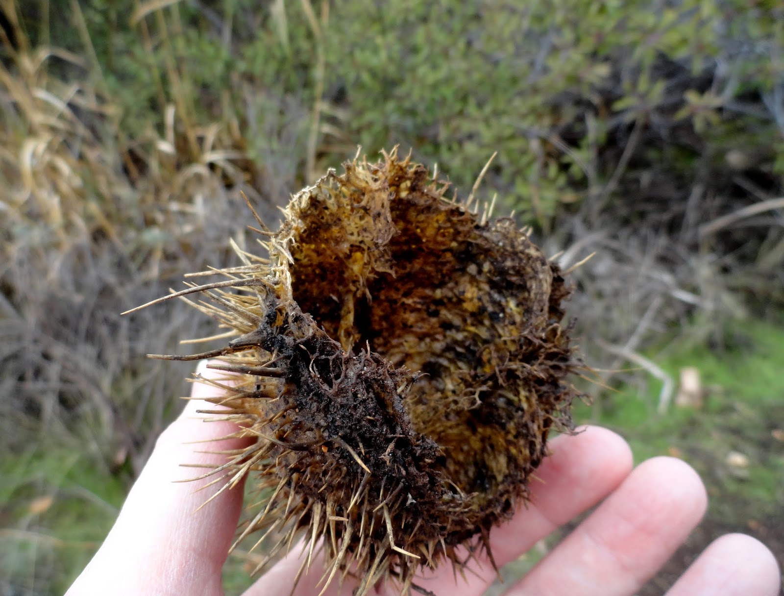 danger garden: Discovering a wild spiky vine