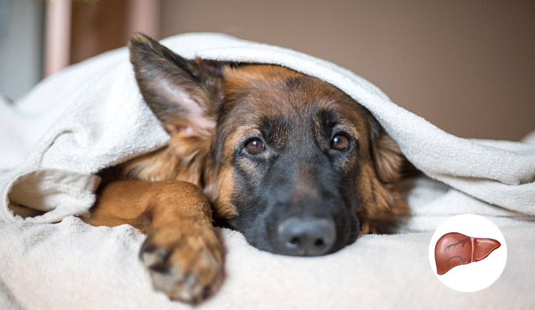 Liver Disease in Dogs, Symptoms, Causes and Prevention