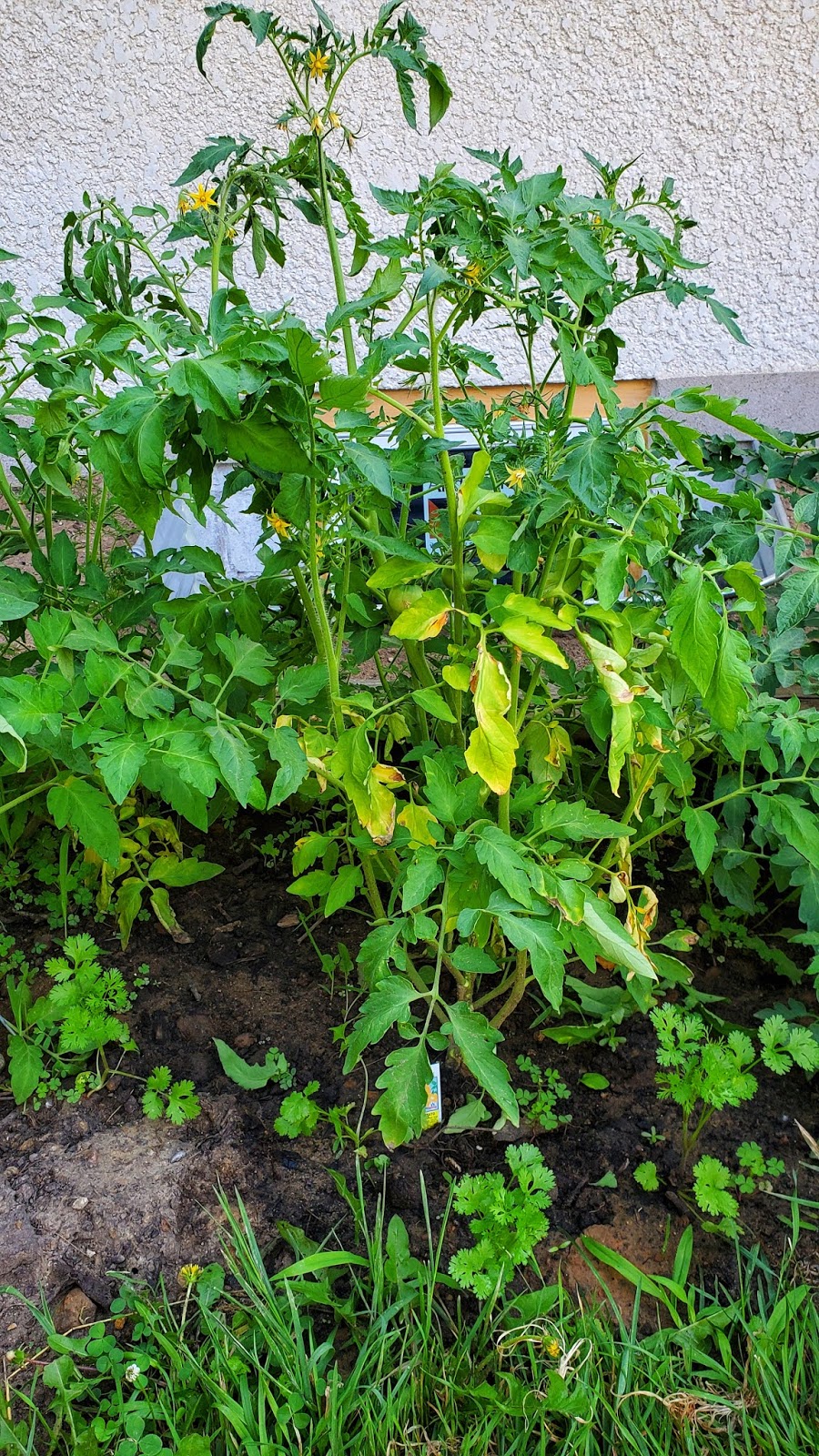 My Favorite Things Wilting Tomato Plants