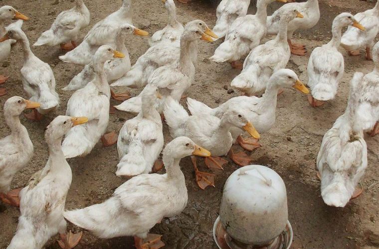 Cara BudiDaya Bebek Pedaging Agar Cepat Panen - website hewan