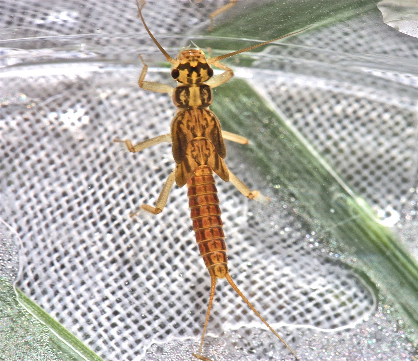 Aquatic Insects of Central Virginia: Should "Clioperla clio" be "Isoperla" clio?