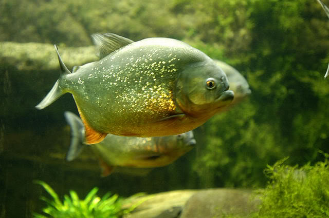 The Beauty of Underwater: Piranha, Hanya Buat Kamu yang BERNYALI.
