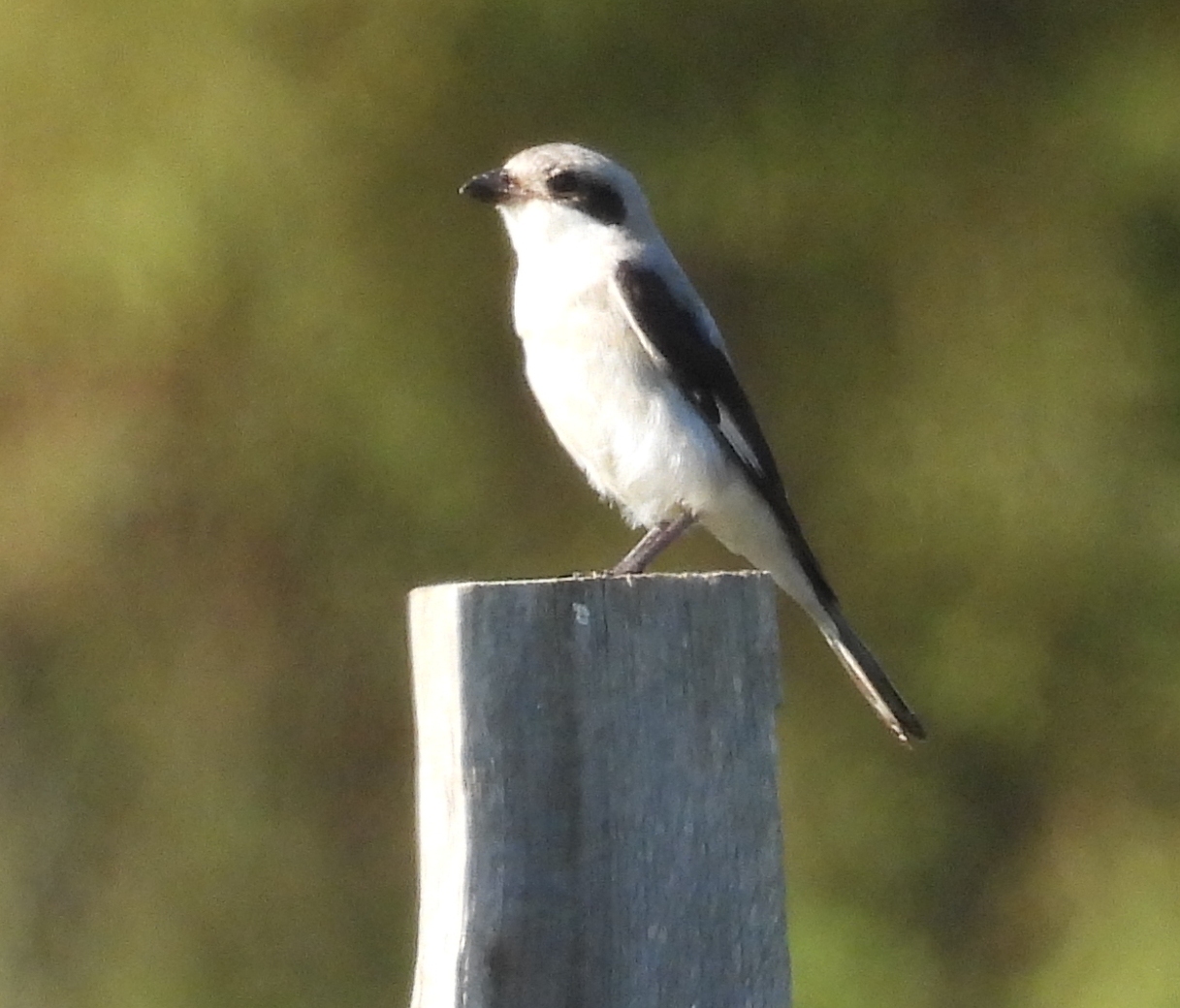 Aves en Gijón: Alcaudón chico en Villaviciosa. Primera cita documentada ...