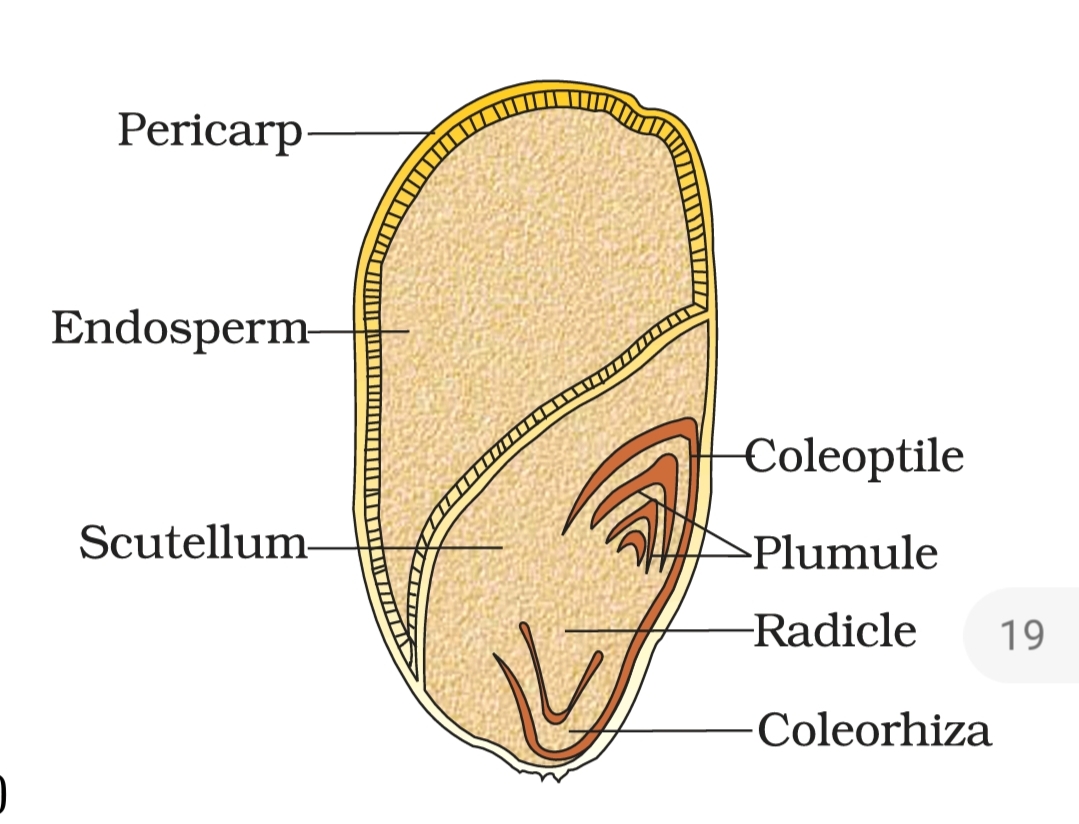PrepBiology: REPRODUCTION IN ANGIOSPERMS - FERTILIZATION