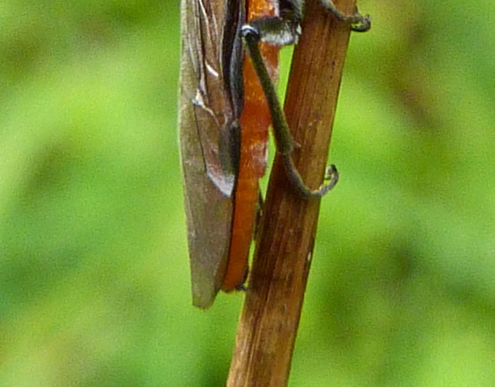 Insects of Scotland: Bees/Wasps/Ichneumons/Sawflies/Ants