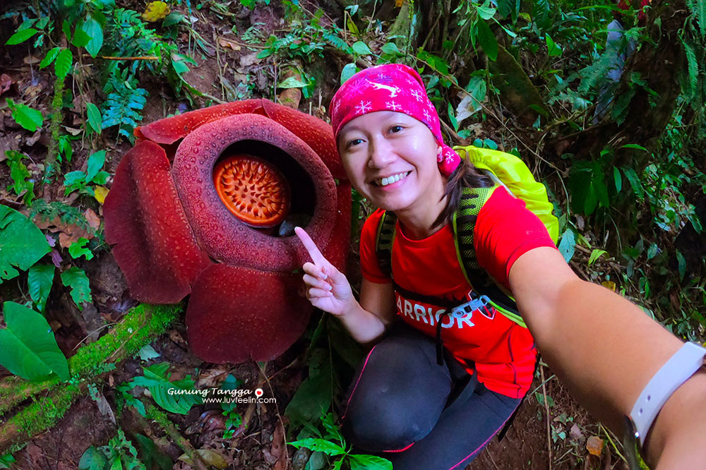 Forest Gan // Rafflesia Kelantanensis 甘苍林与【莱佛士花】亲睹世界记录【吉兰丹大王花】 - 乐飞翎 ♥ ...