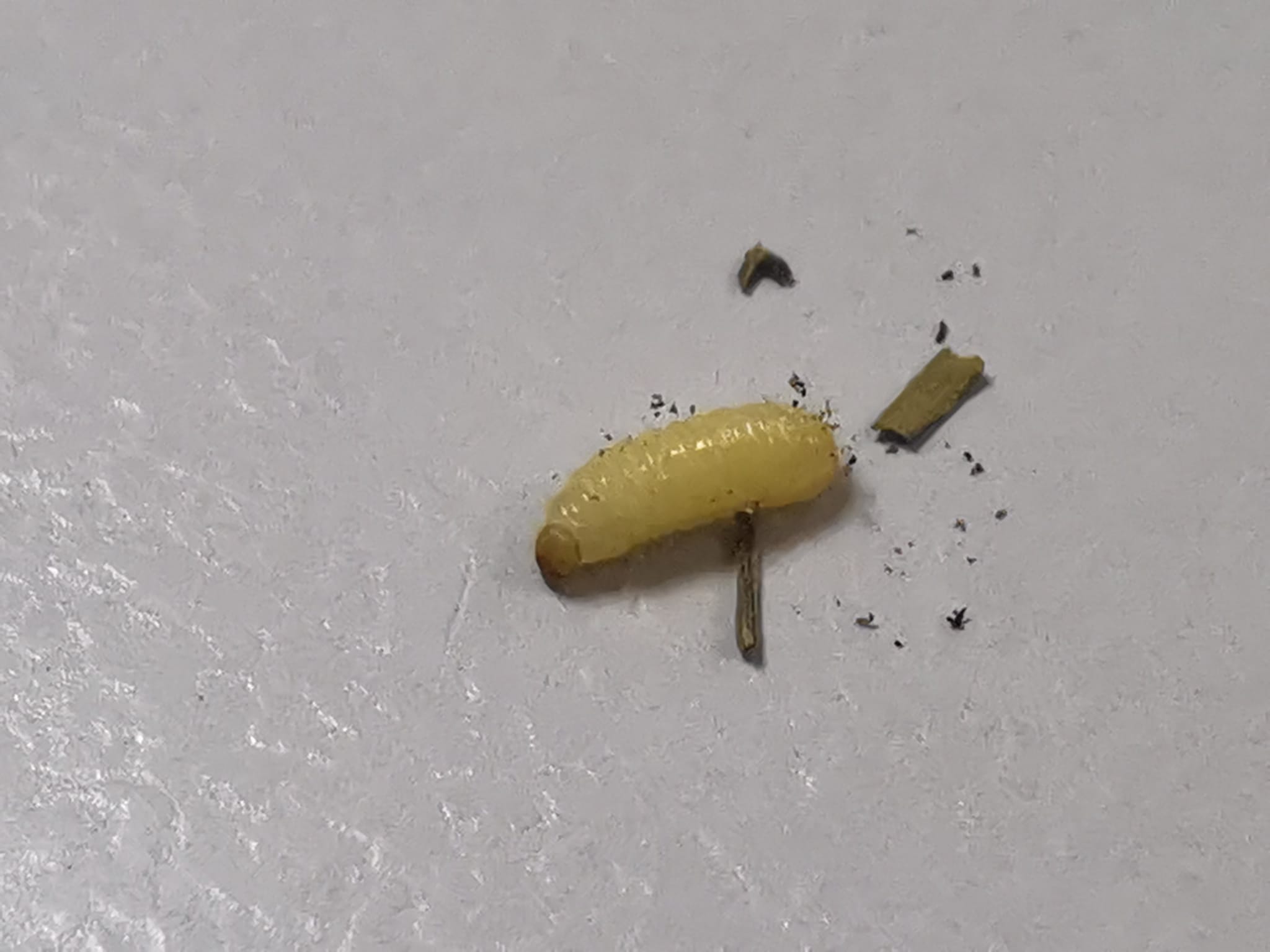 El Blog de COPLAGA: "Coquitos": una plaga propia de los productos almacenados