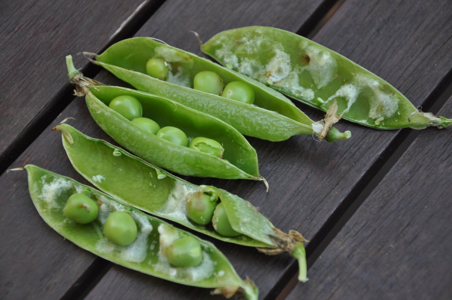 Pests of peas in home gardens: peppercorn and pea pepper - Plants ...
