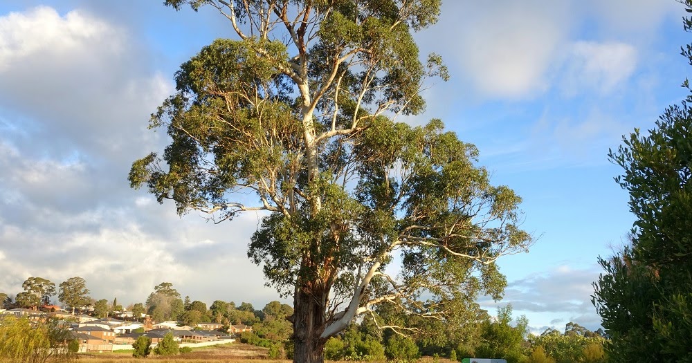 Friends of Drouin's Trees: The evolution of trees