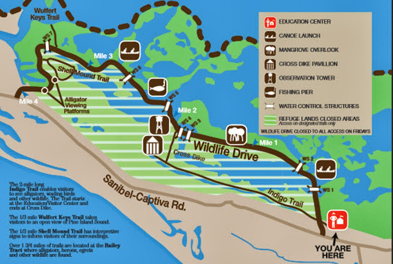 BikeWalkLee Blog: BiWL Column: Awaiting Wildlife Drive reopening on Sanibel