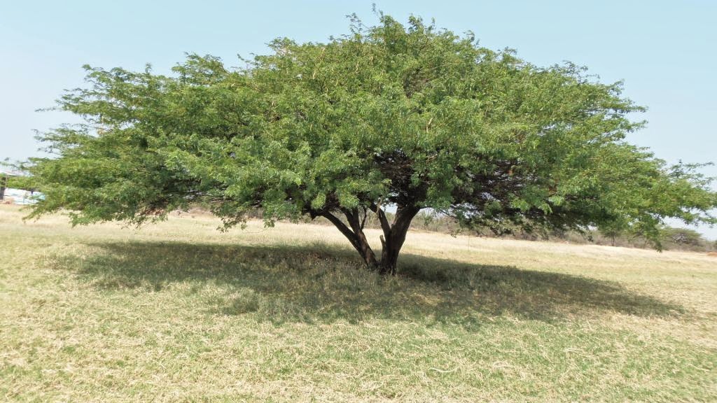 Lenin Cardozo - Entrevistas / Artículos / Videos: Parque Ecoturistico ...