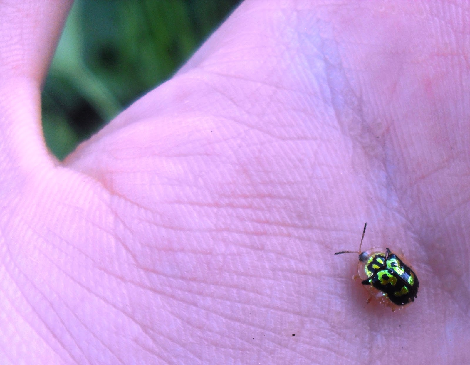 The Scientific Gardener: 8/1/12 - 9/1/12